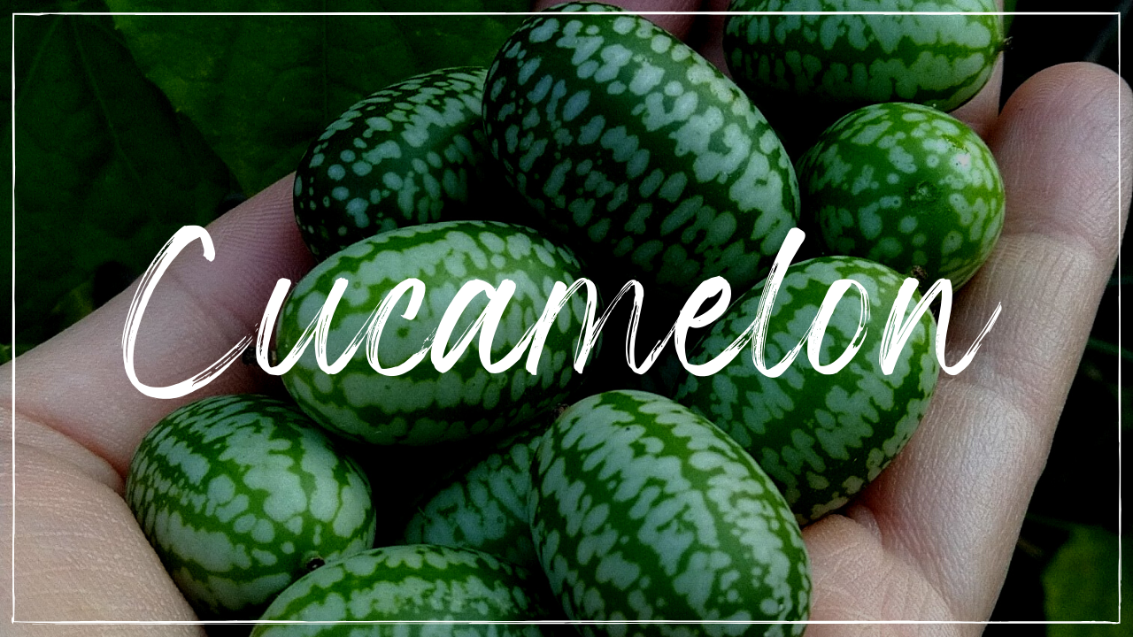 Cucamelon a pěstování okurek | Stream